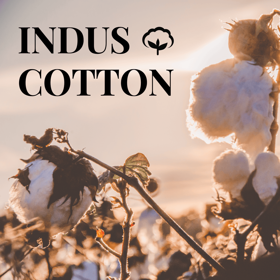INDUS COTTON now available online at OLIVIA ROCCO | Carbon Neutral Shipping
